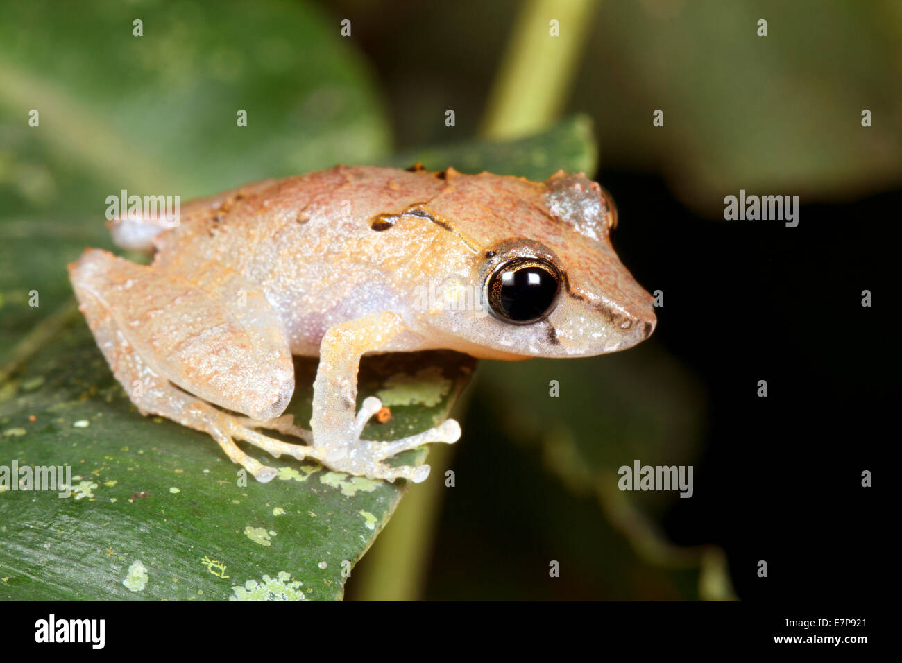 Pristimantis hi-res stock photography and images - Alamy