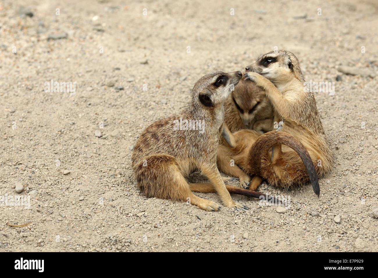 Meerkats (Suricata suricatta) groom and play with each other Stock ...