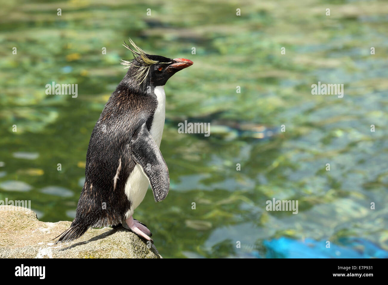 A Southern Rockhopper Penguin (Eudyptes chrysocome Stock Photo - Alamy