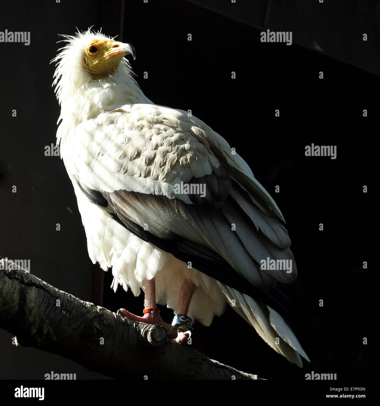 An Egyptian Vulture (Neophron percnopterus Stock Photo - Alamy