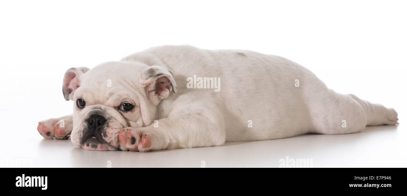 tired english bulldog puppy laying down stretched out on white ...