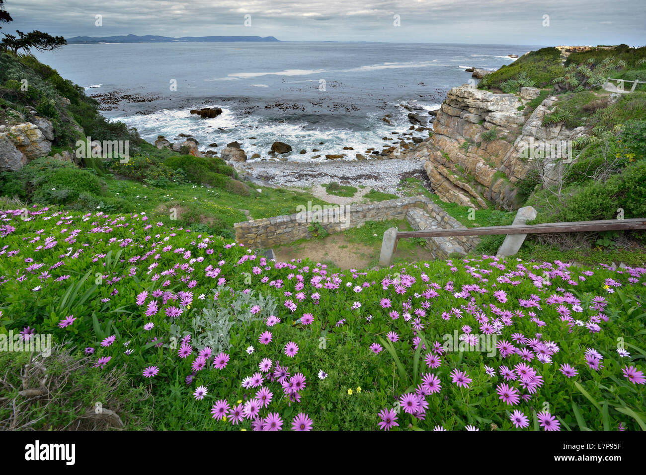 Hermanus and flowers hi-res stock photography and images - Alamy