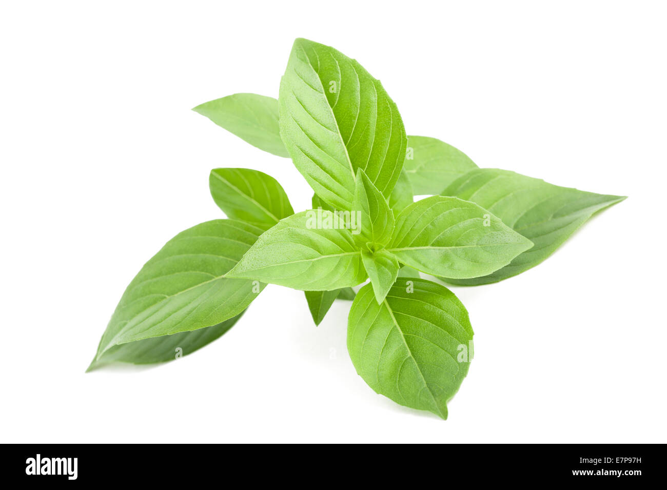 Greek basil hi-res stock photography and images - Alamy