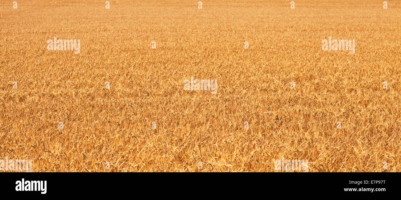 ripe grainfield in summer morning Stock Photo - Alamy