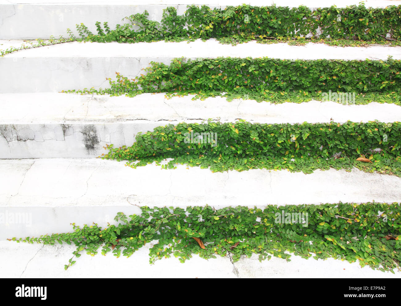 The Green Creeper Plant on the Wall Stock Photo - Alamy