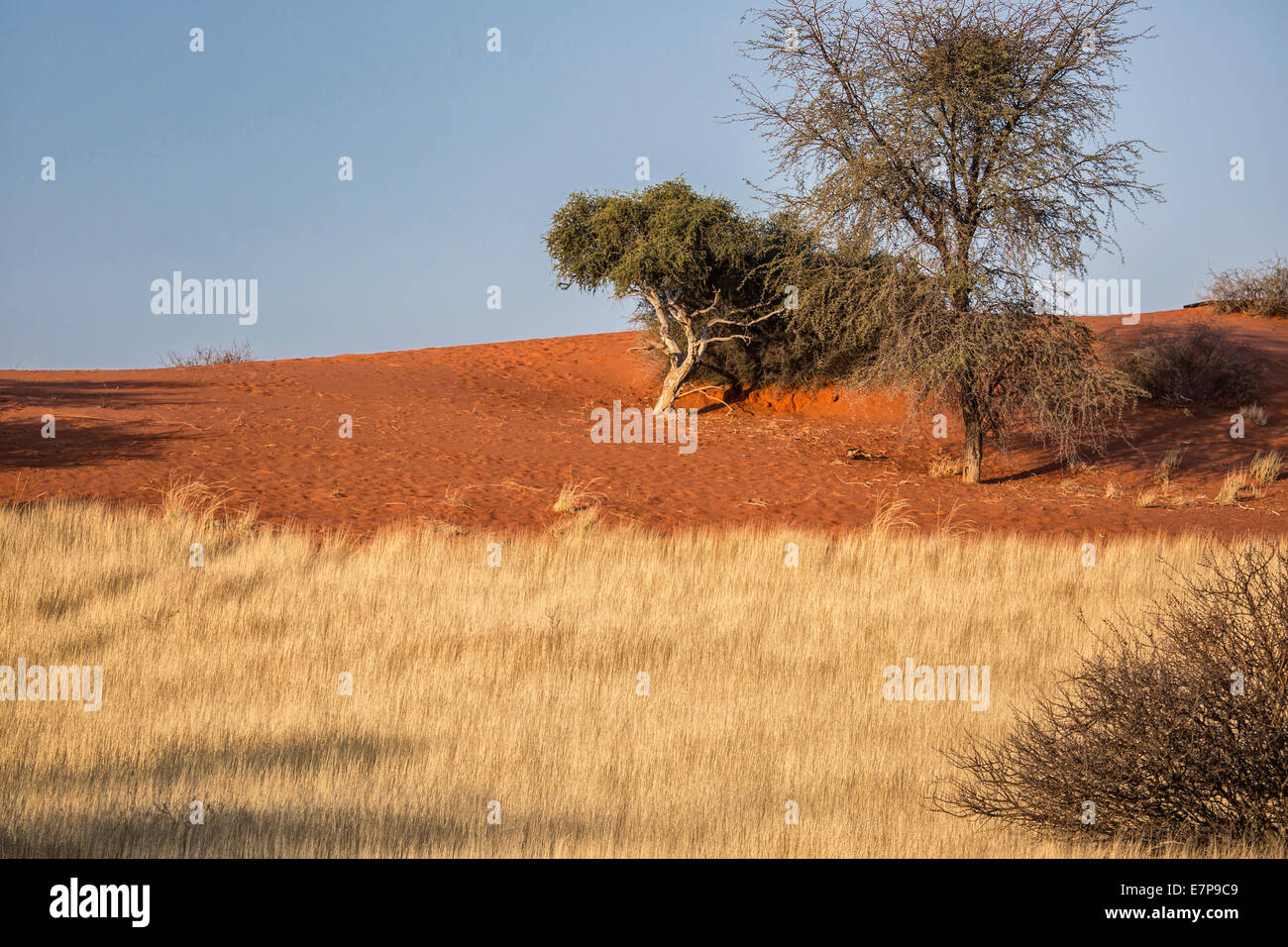 Kalahari Desert Tree Dune Stock Photos & Kalahari Desert Tree Dune ...