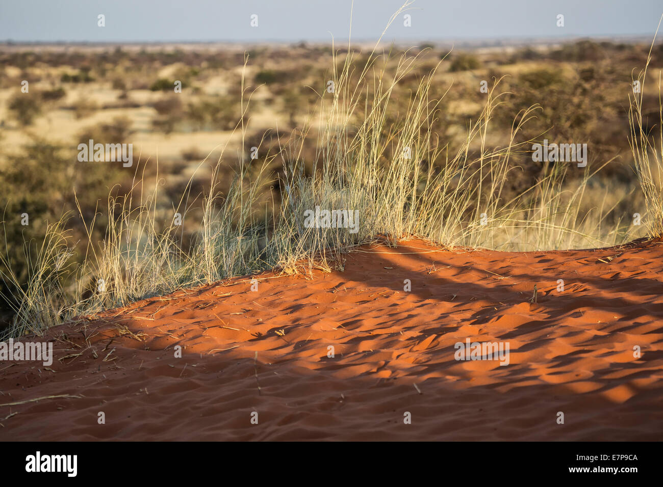 Kalahari desert tree dune hi-res stock photography and images - Alamy