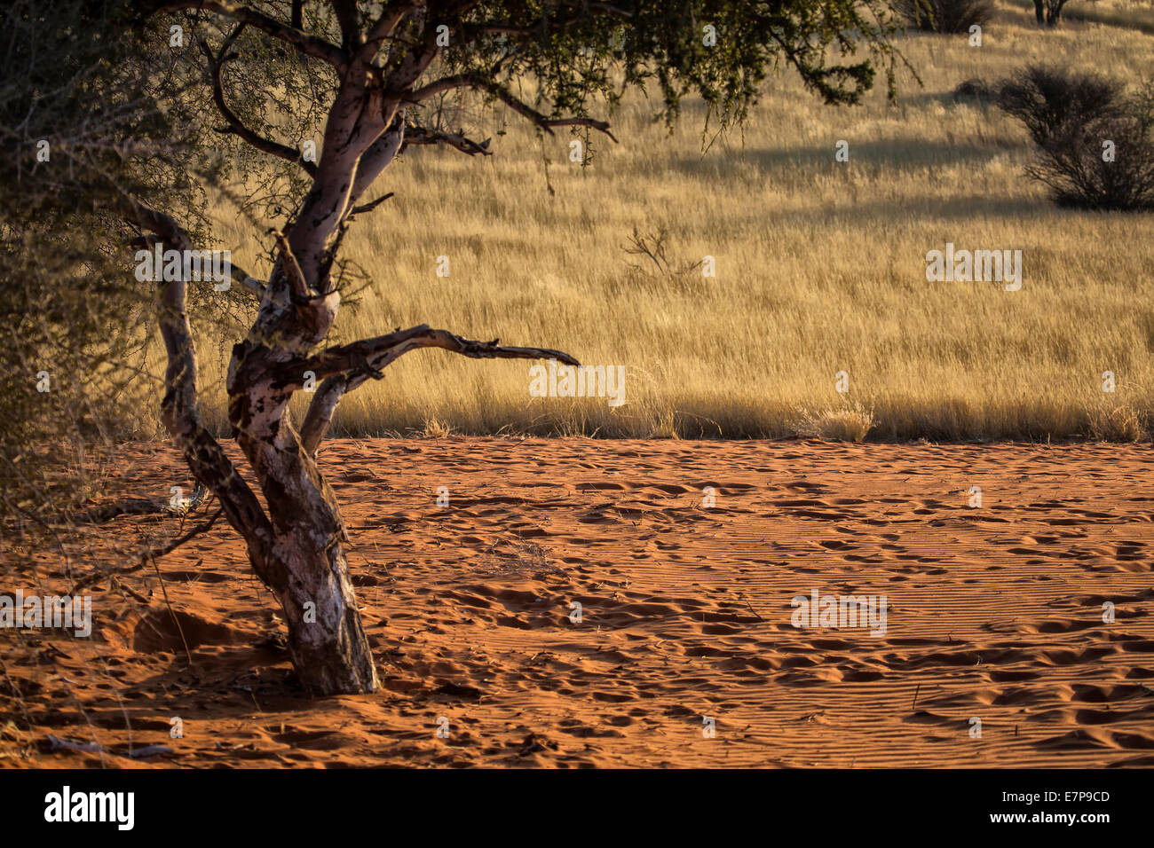 Kalahari desert tree dune hi-res stock photography and images - Alamy