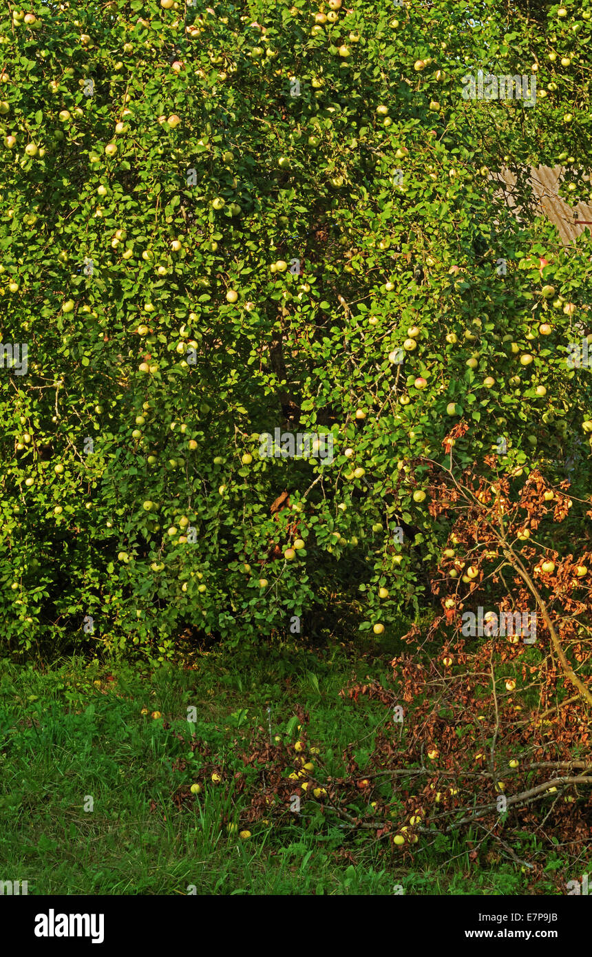 Apple-tree and the broken branch of an apple-tree Stock Photo - Alamy