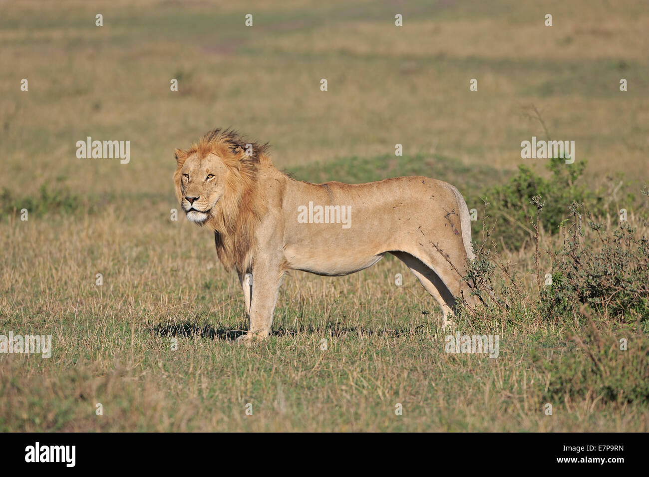 Adult male lion hi-res stock photography and images - Alamy
