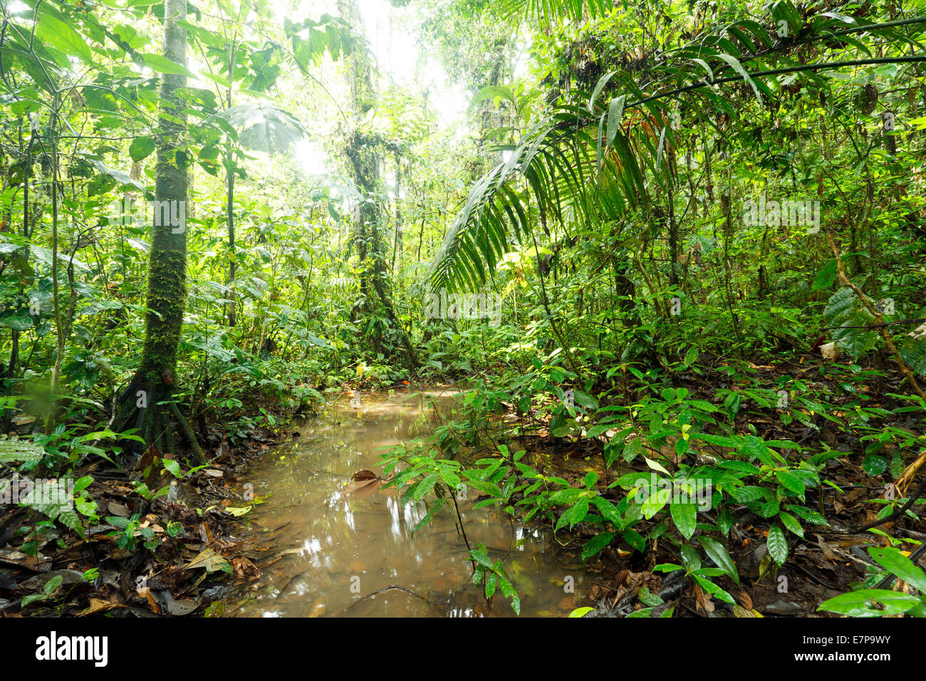 Tropical Rainforest Ground