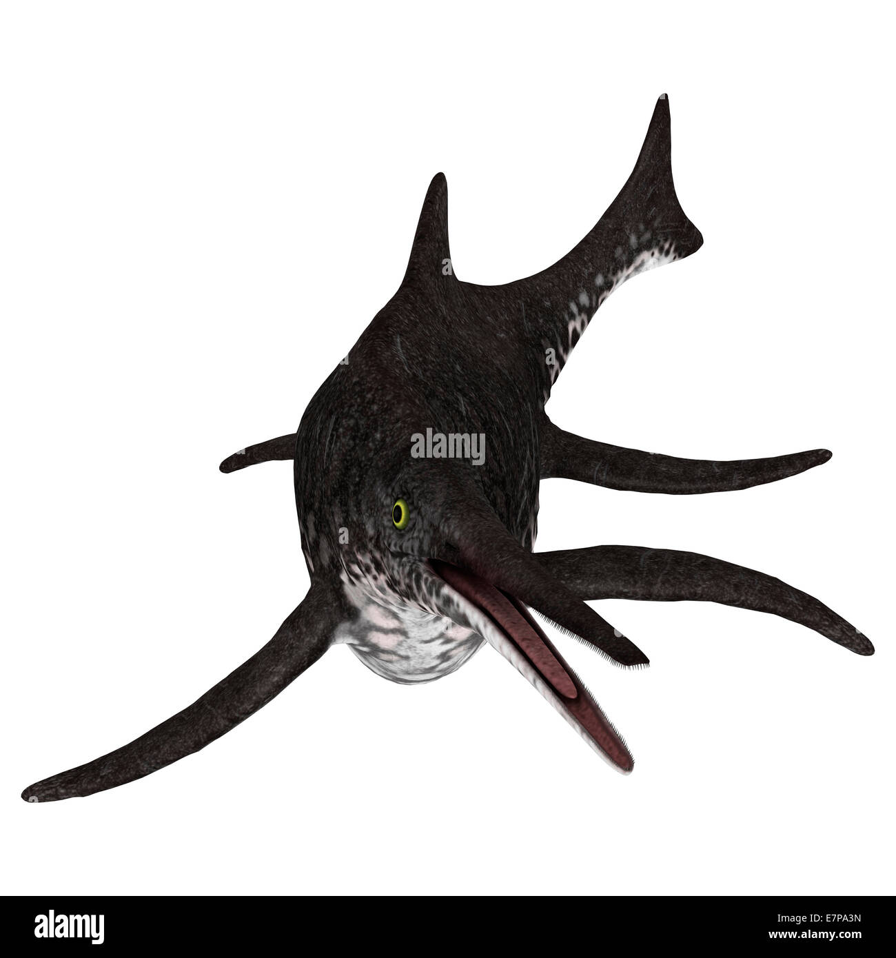 3D digital render of an ichthyosaur shonisaurus isolated on white ...