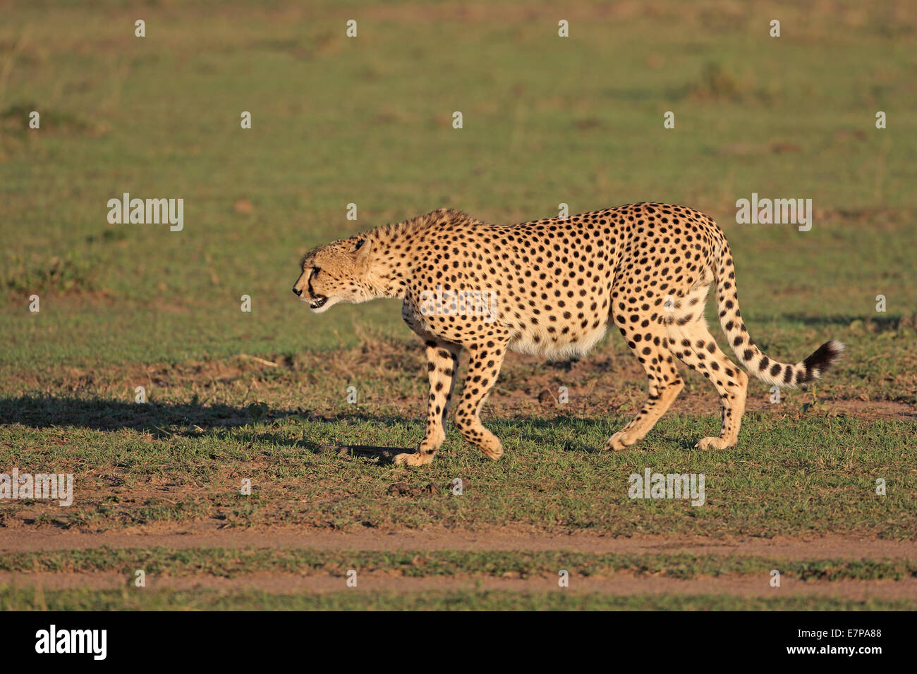 Adult cheetah hi-res stock photography and images - Alamy
