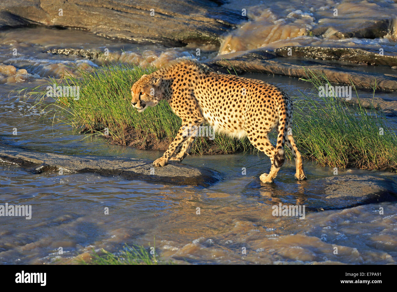 Cheetah by river hi-res stock photography and images - Alamy