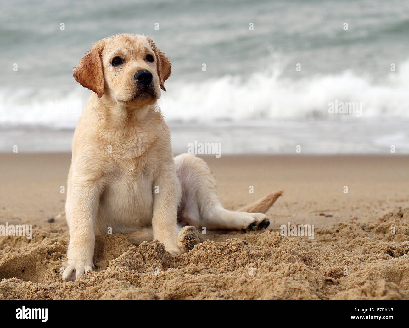 Labrador retriever hi-res stock photography and images - Alamy