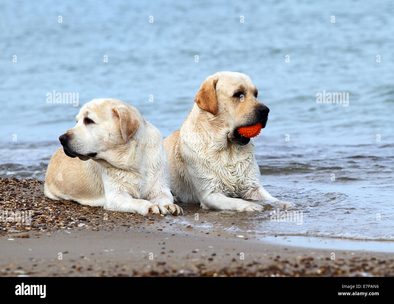 yellow labradors at the sea with an orange ball Stock Photo - Alamy