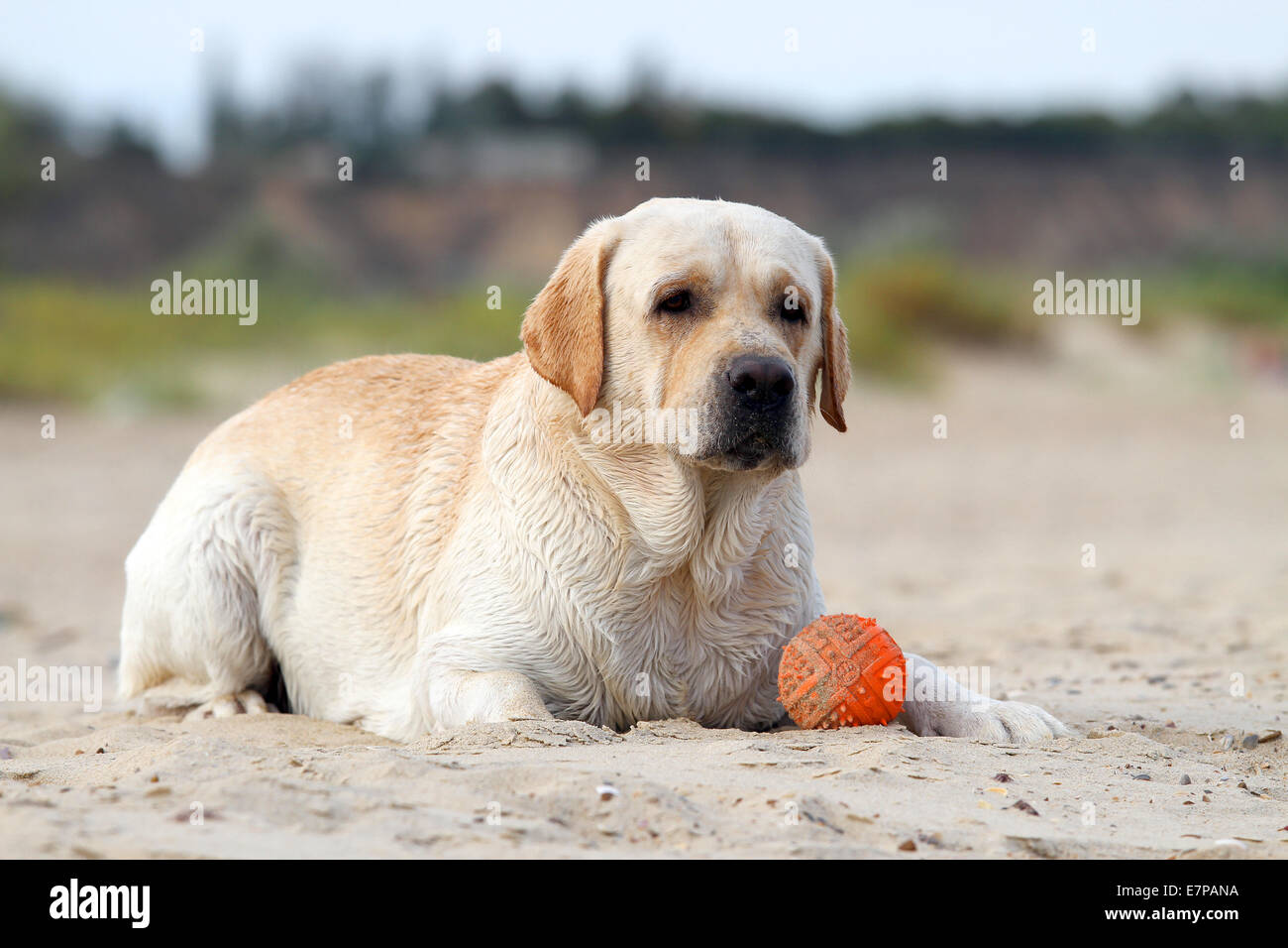 yellow labrador playing with an orange ball in sand Stock Photo - Alamy