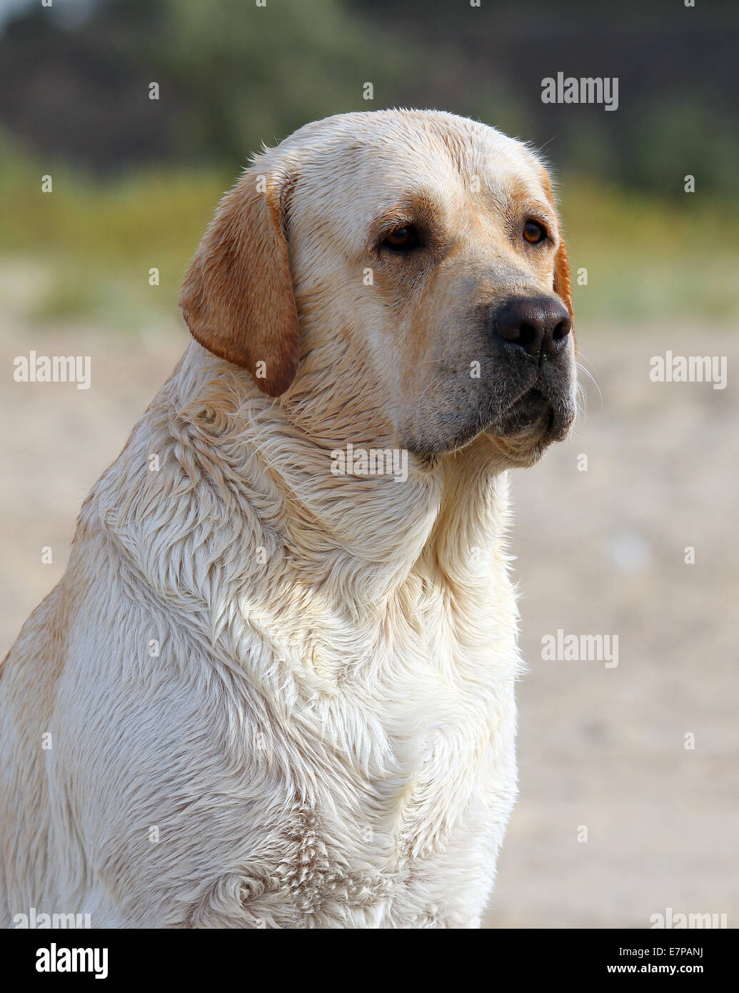 labrador at the sea portrait close up Stock Photo - Alamy