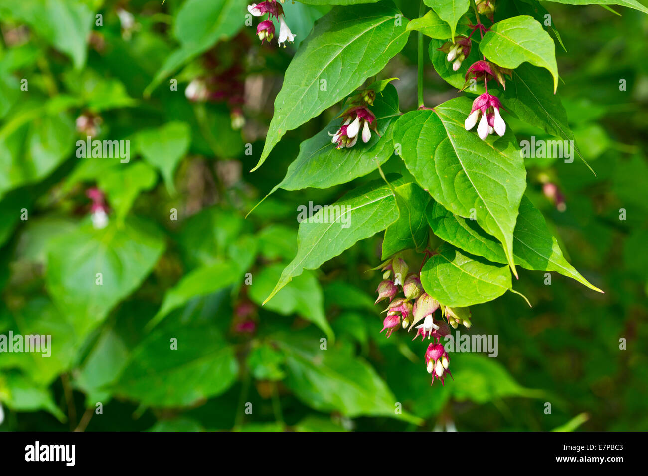 Leycesteria formosa Himalayan Honeysuckle growing in hedgerow Stock ...