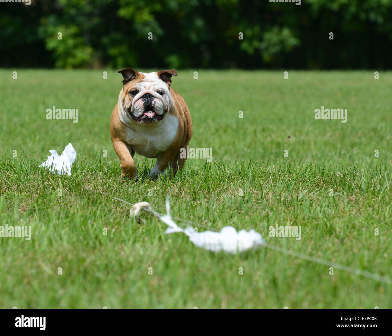 Lure coursing hi-res stock photography and images - Alamy
