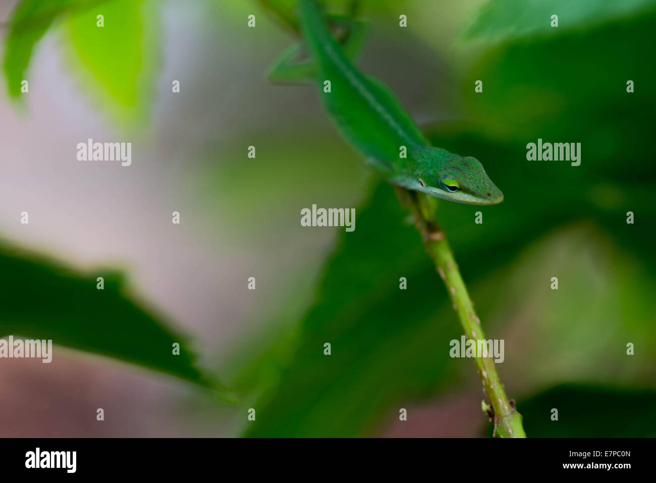 Gecko on branch hi-res stock photography and images - Alamy