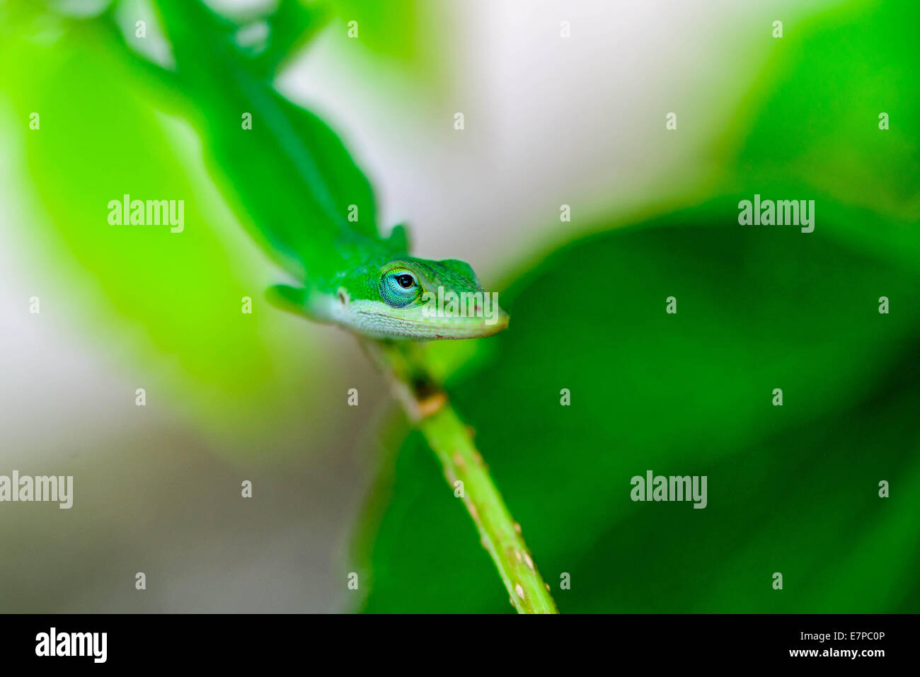 green gecko on a branch outdoors Stock Photo - Alamy