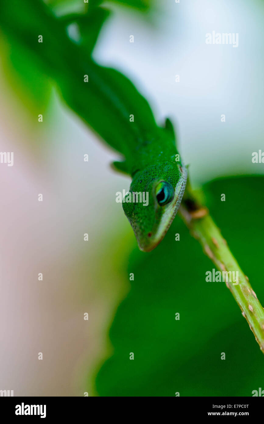 Gecko on a branch hi-res stock photography and images - Alamy