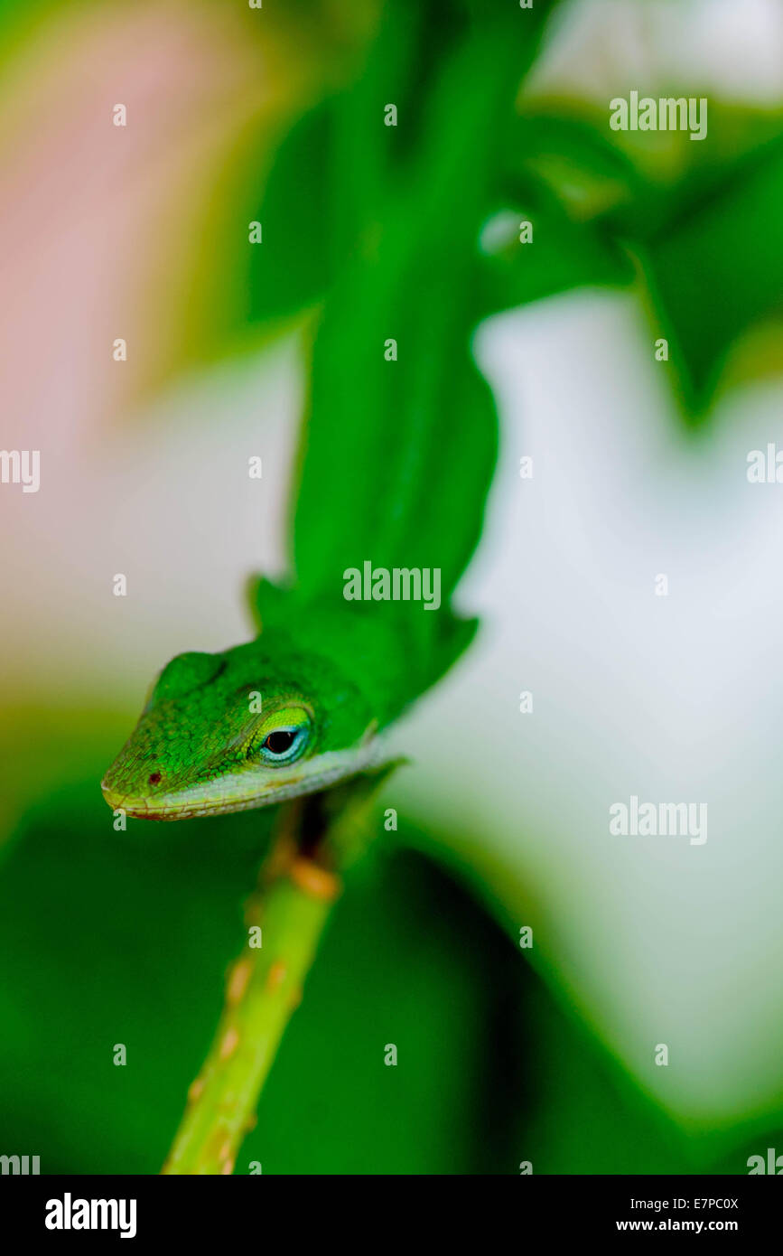 green gecko on a branch outdoors Stock Photo - Alamy
