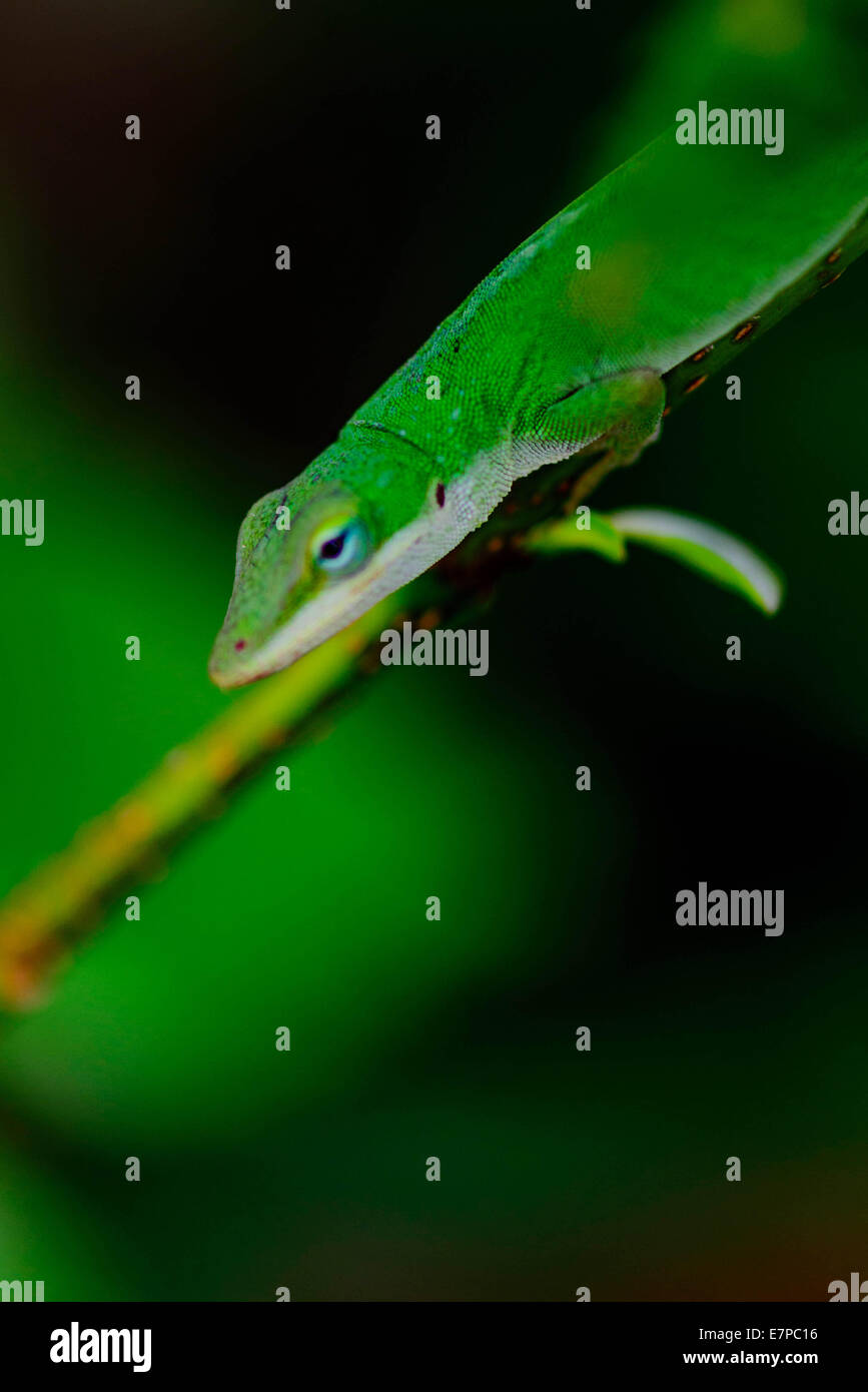 green gecko on a branch outdoors Stock Photo - Alamy