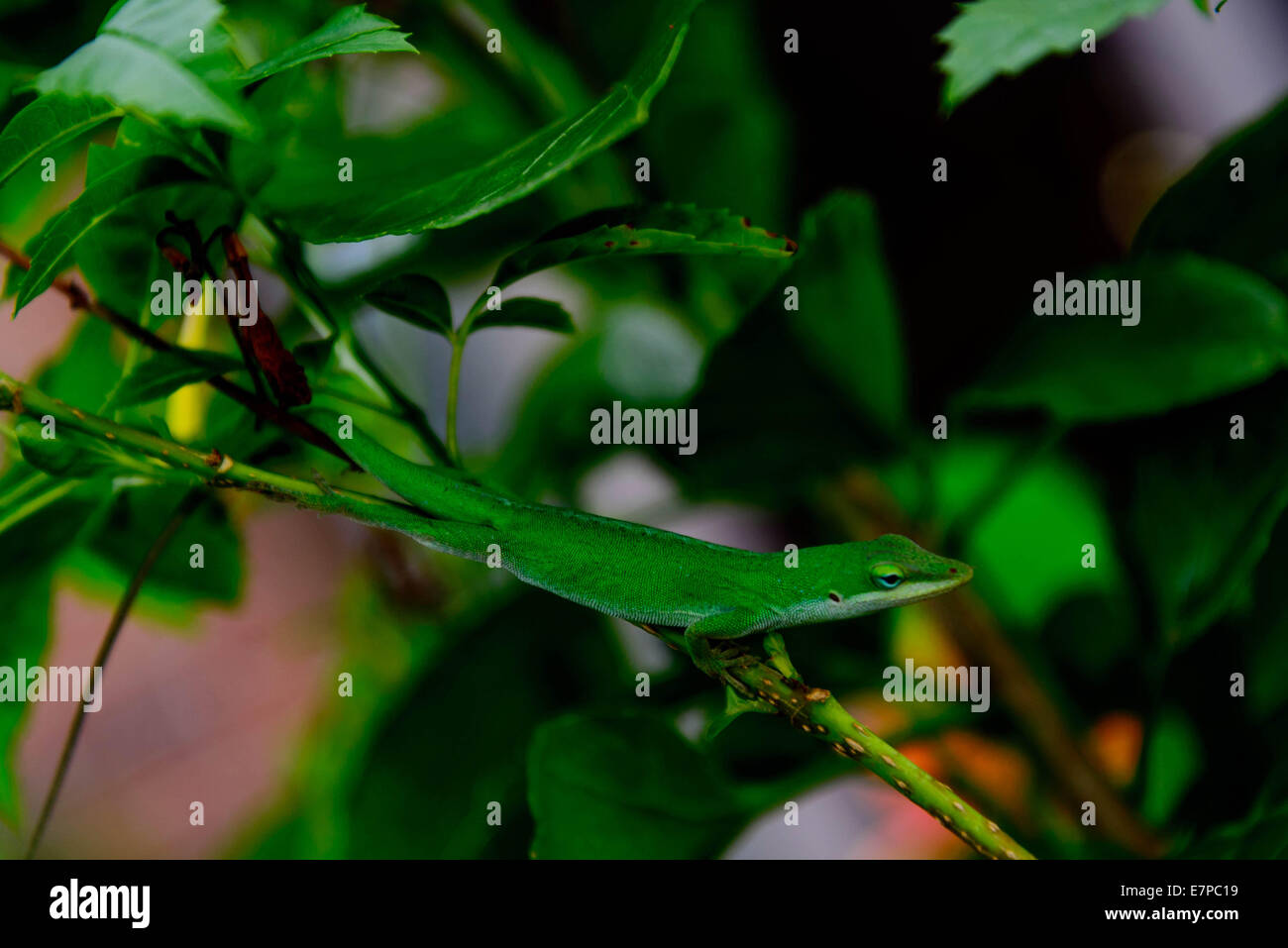 green gecko on a branch outdoors Stock Photo - Alamy