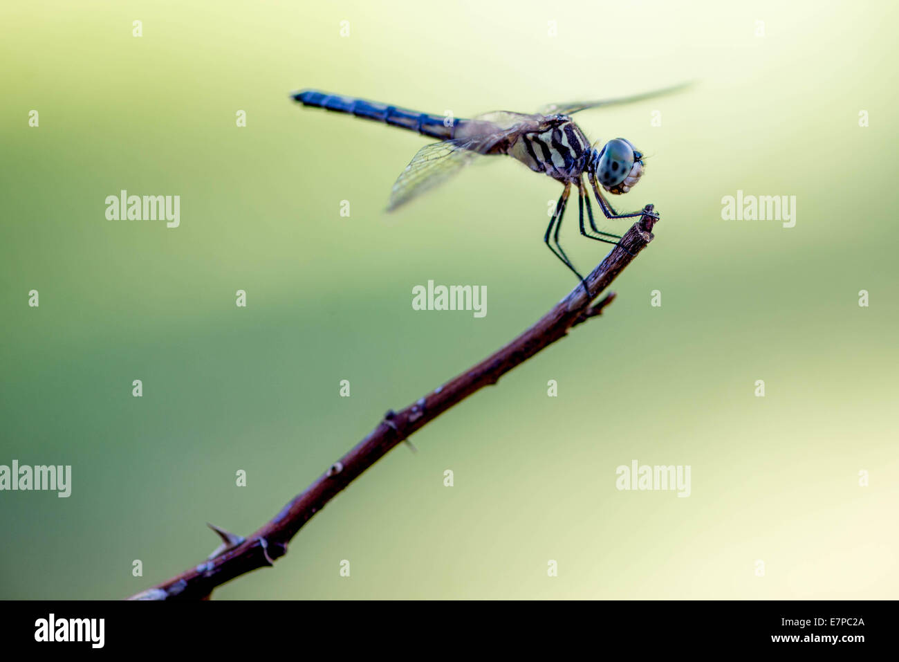 closeup of a Dragonfly in the garden Stock Photo - Alamy