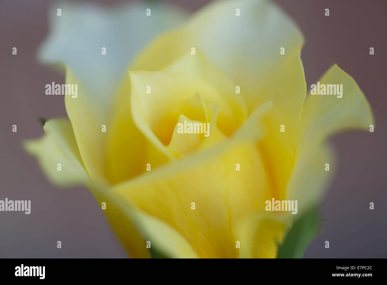 yellow rose bud in the garden Stock Photo - Alamy