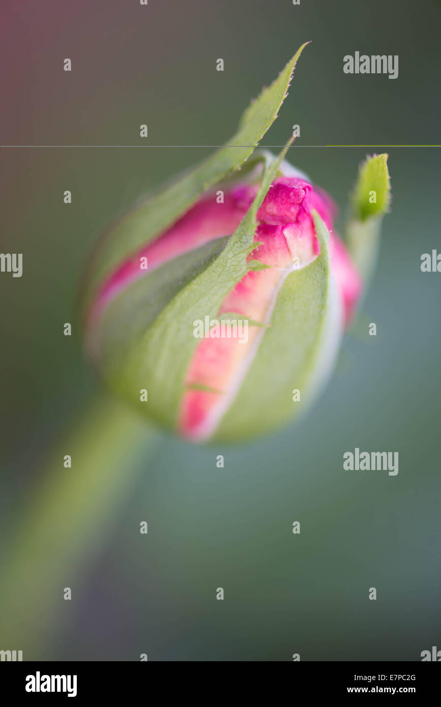 pink rose bud in the garden Stock Photo - Alamy