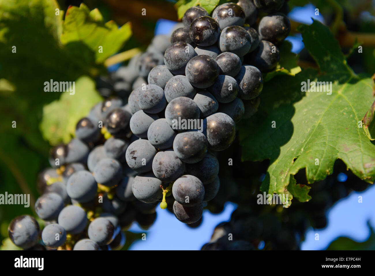 purple wine grapes in a mountainside vineyard Stock Photo - Alamy
