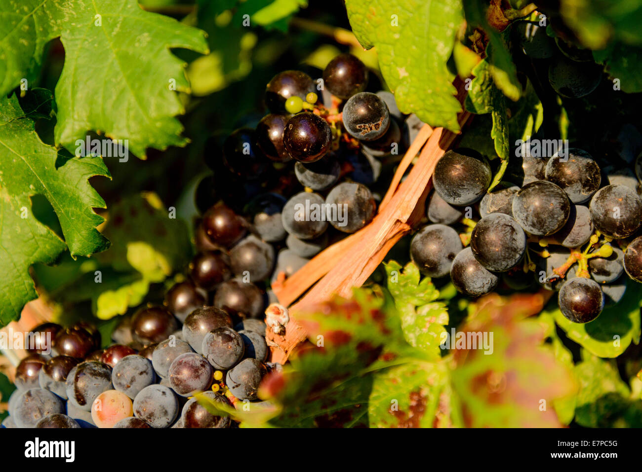 purple wine grapes in a mountainside vineyard Stock Photo - Alamy