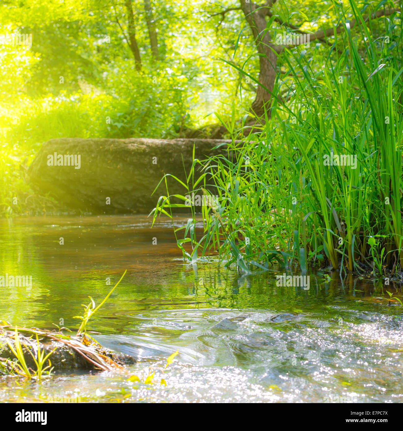 Stream in the tropical forest. Environment sunny landscape Stock Photo ...