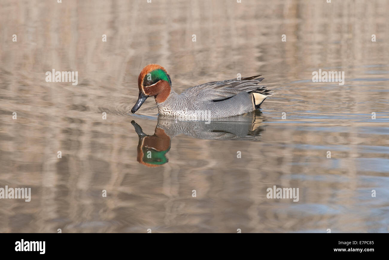 Male in swamp hi-res stock photography and images - Alamy