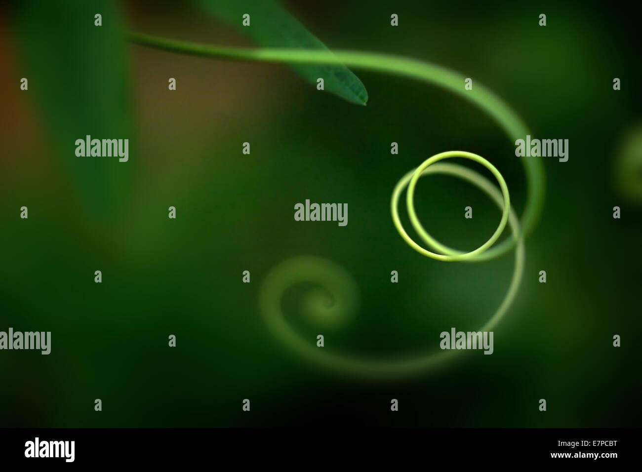 Spiral plant tendril, University Botanical Garden, Durham Stock Photo ...