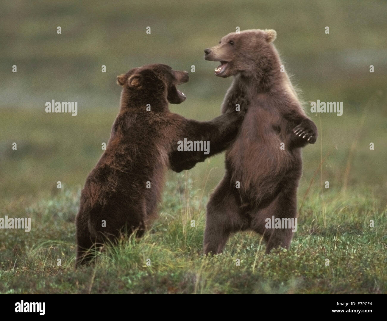 Denali grizzly bear cubs hi-res stock photography and images - Alamy