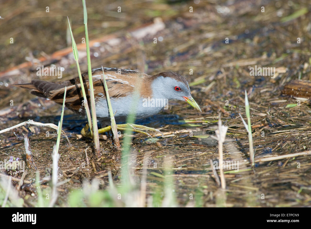 Little Crake High Resolution Stock Photography and Images - Alamy
