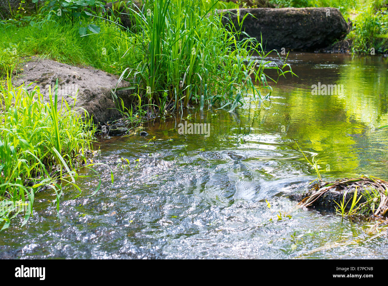 Stream in the tropical forest. Environment sunny landscape Stock Photo ...