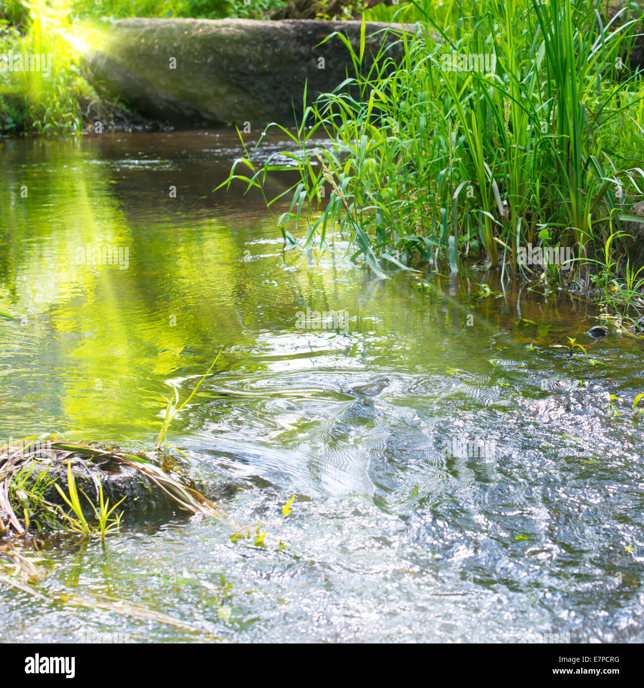 Stream in the tropical forest. Environment sunny landscape Stock Photo ...
