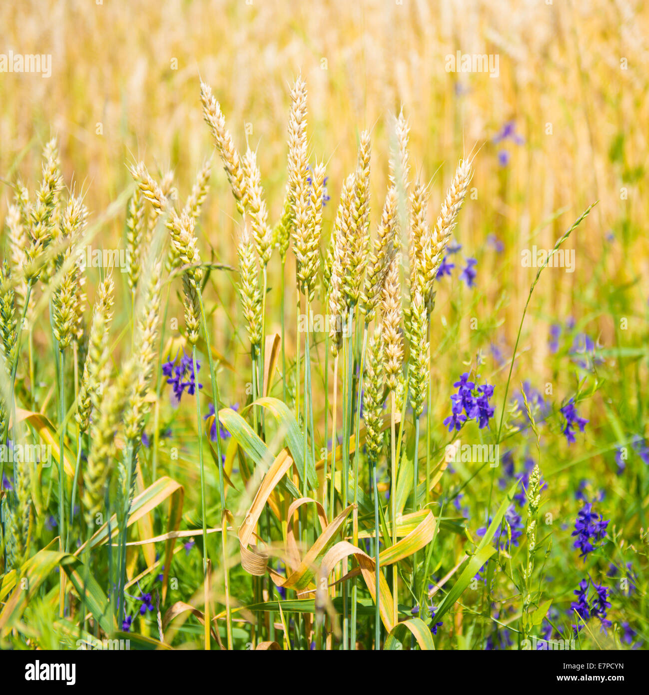 Field of wheat with blue flowers on sunset. Nature background Stock ...