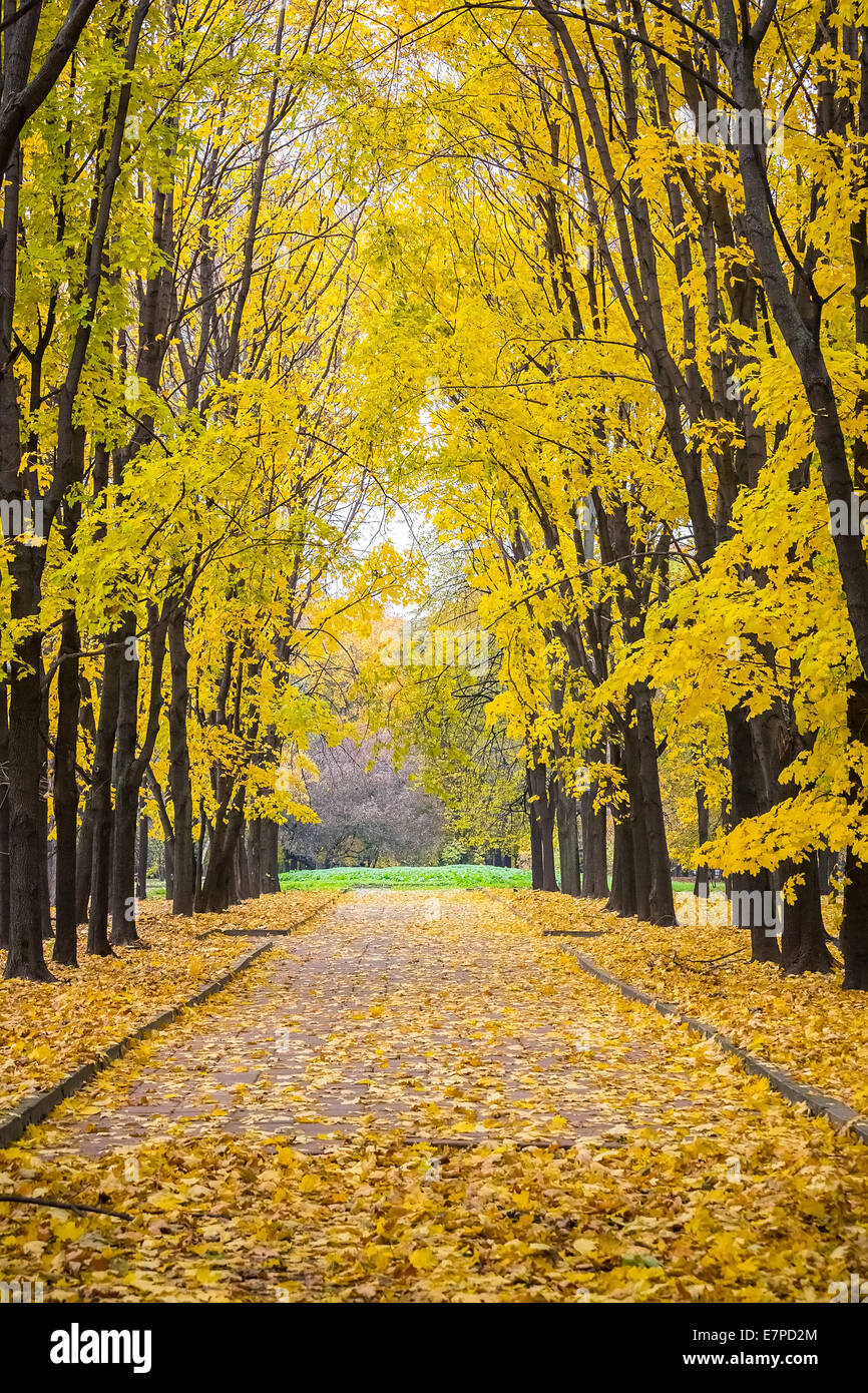 Autumnal pathway hi-res stock photography and images - Alamy