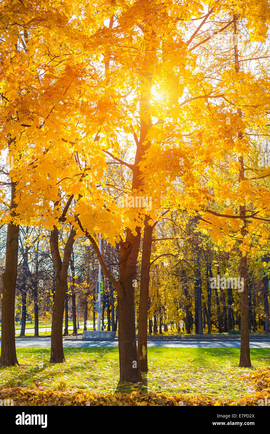 Beam tree leaves hi-res stock photography and images - Alamy