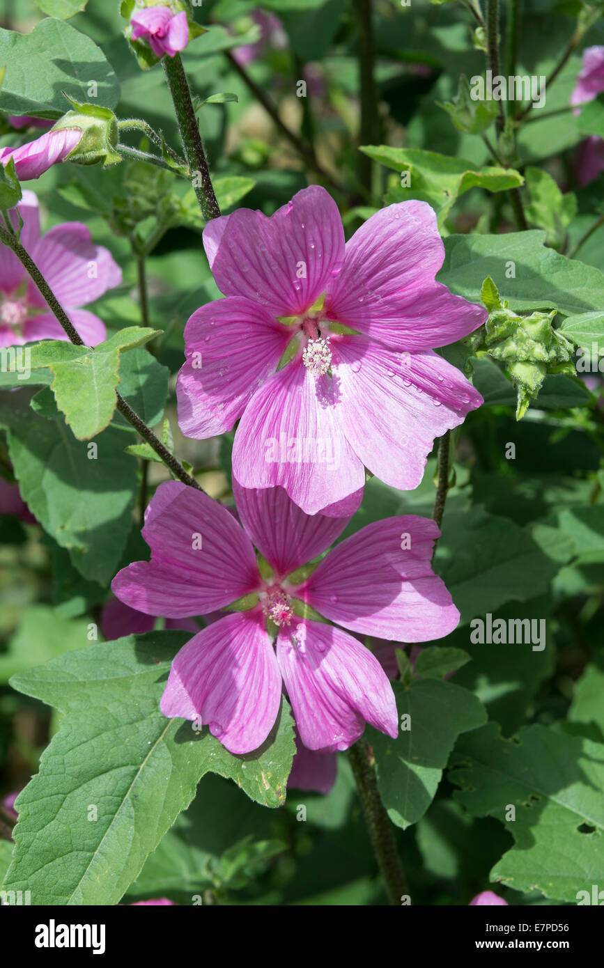 Pinky Purple Lavatera Flowers X Clementii Rosea in a Corbridge Garden ...
