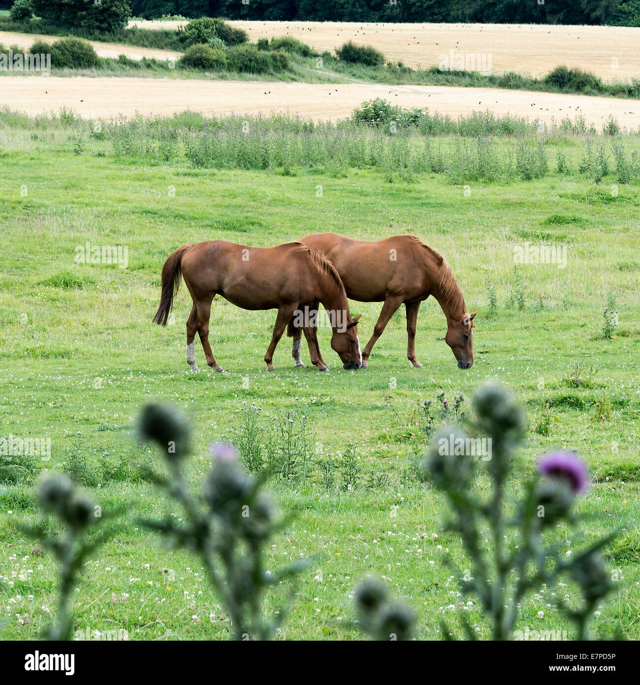 Chestnut horses hi-res stock photography and images - Alamy