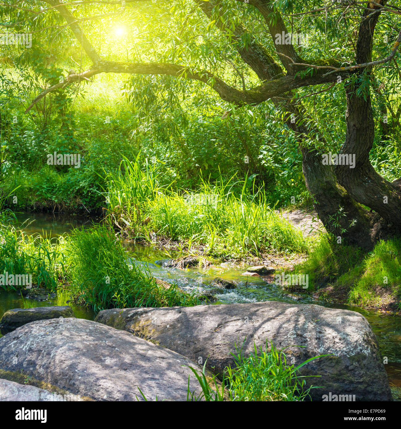 Stream in the tropical forest. Environment sunny landscape Stock Photo ...