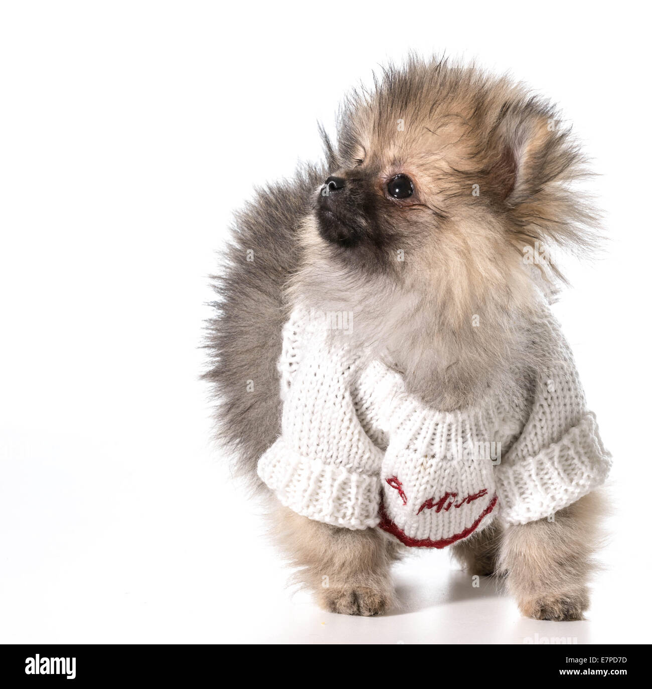 pomeranian wearing valentines day sweater Stock Photo - Alamy