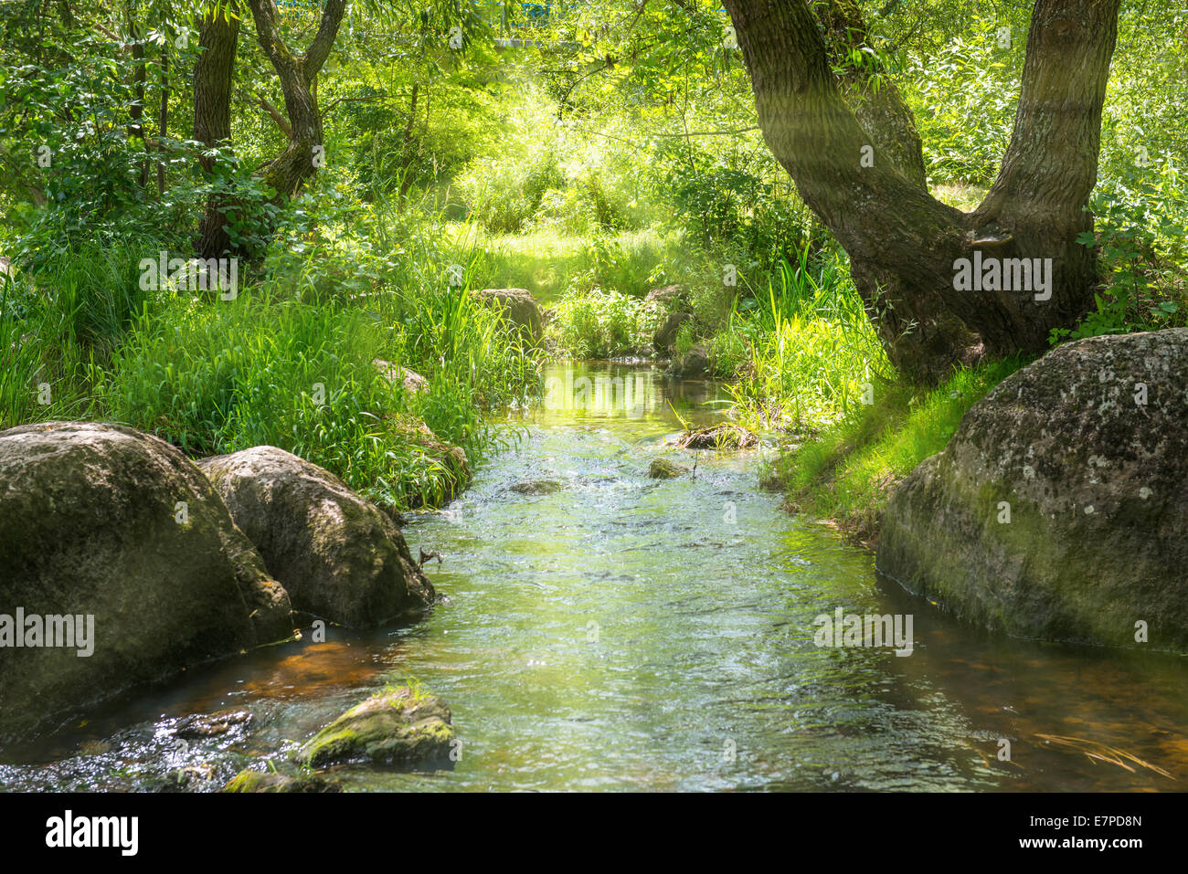 Stream in the tropical forest. Environment sunny landscape Stock Photo ...